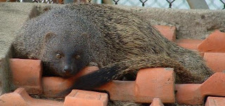 Animais: saca-rabos (Herpestes ichneumon)