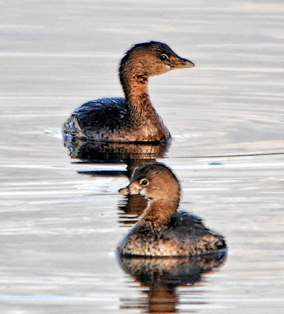 One Jackdaw Birding: Roseate Spoonbill and more on Sanibel Island