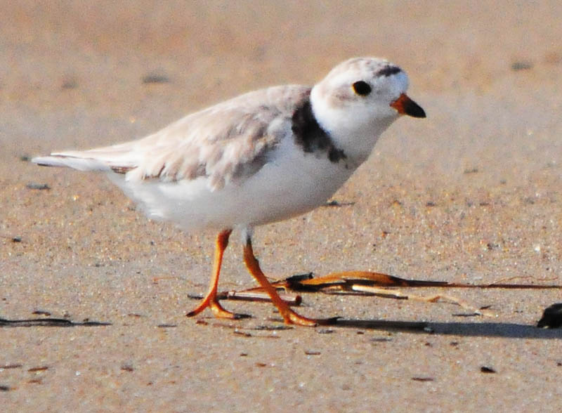 One Jackdaw Birding: A Day on the beach with Piping Plovers