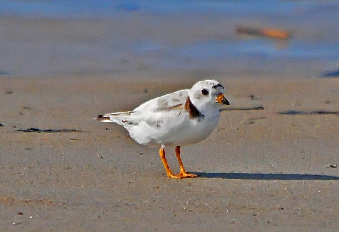 One Jackdaw Birding: A Day on the beach with Piping Plovers