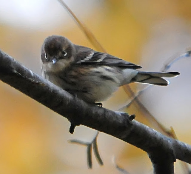 One Jackdaw Birding: Shorebirds high in the sky over Southern Vermont ...