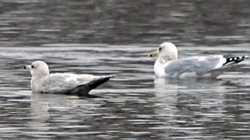 One Jackdaw Birding: Winter Gulls - Lesser Black-backed and Iceland ...