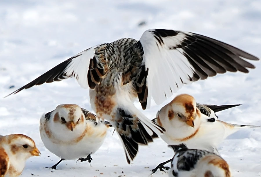 One Jackdaw Birding: Snow Buntings up close