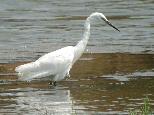 French Vocabulary Illustrated: aigrette