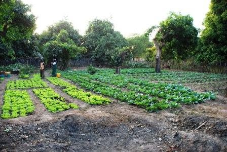 French Vocabulary Illustrated: maraîcher