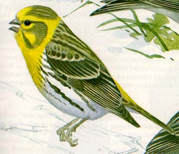 French Vocabulary Illustrated: serin