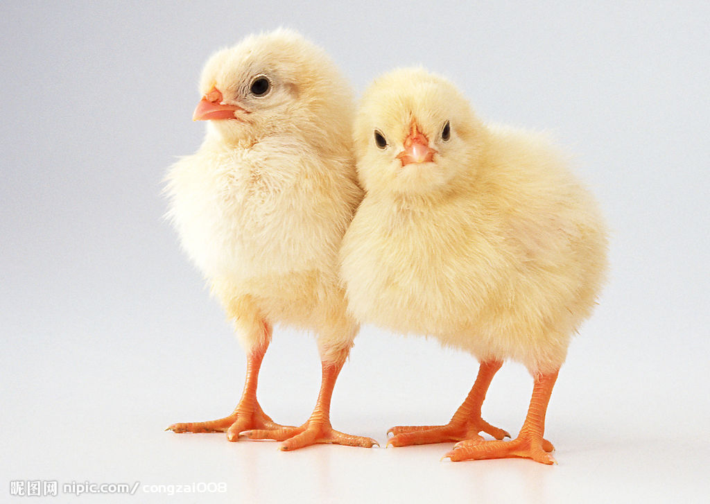 Escalofriorgasmicosmicuántico: ¿Hay algo más dulce que un pollito?