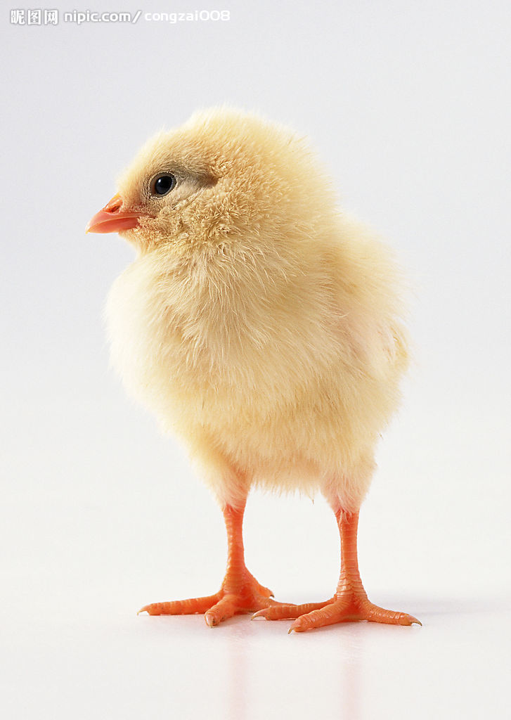 Escalofriorgasmicosmicuántico: ¿Hay algo más dulce que un pollito?