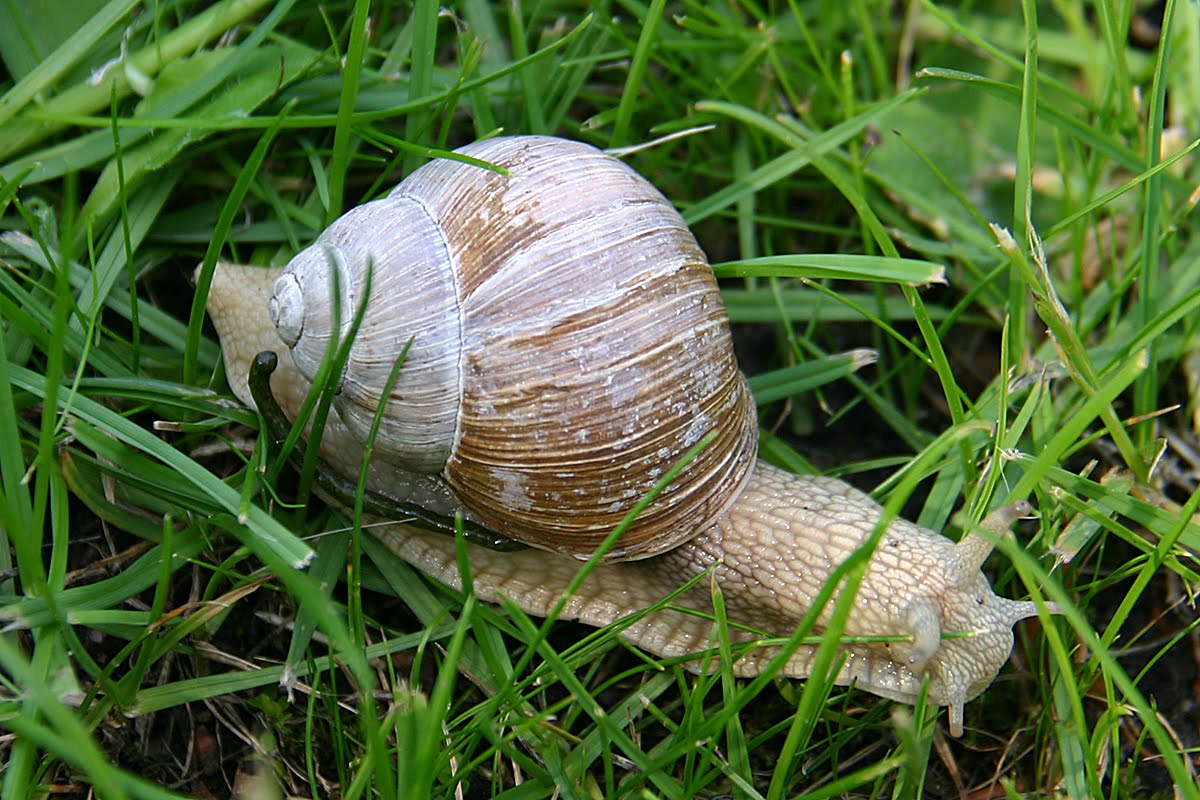 Fra Limfjordens bredder...: Når snegle elsker