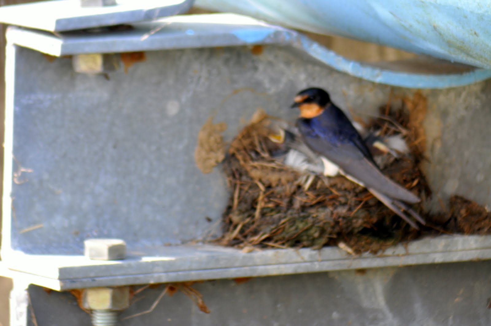 Angela's photos: Carolina wrens, barn swallows, and bugs.