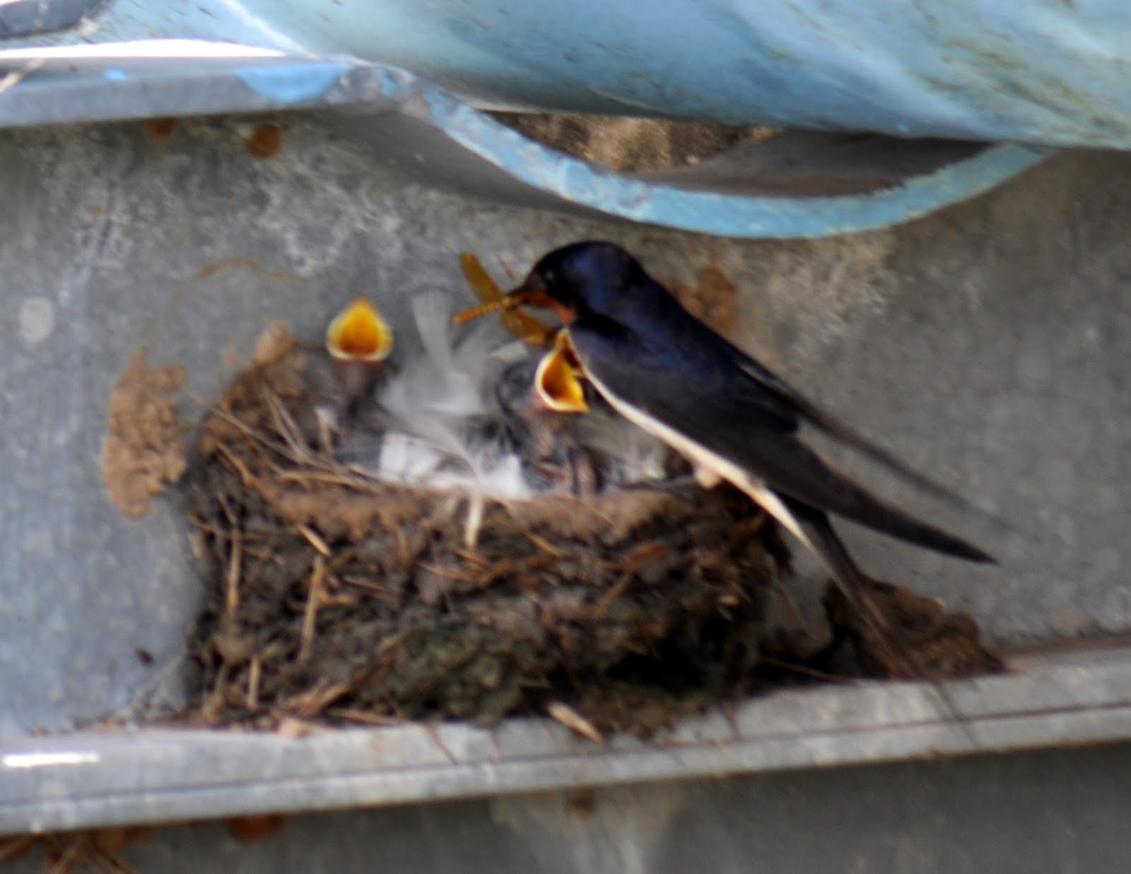 Angela's photos: Carolina wrens, barn swallows, and bugs.