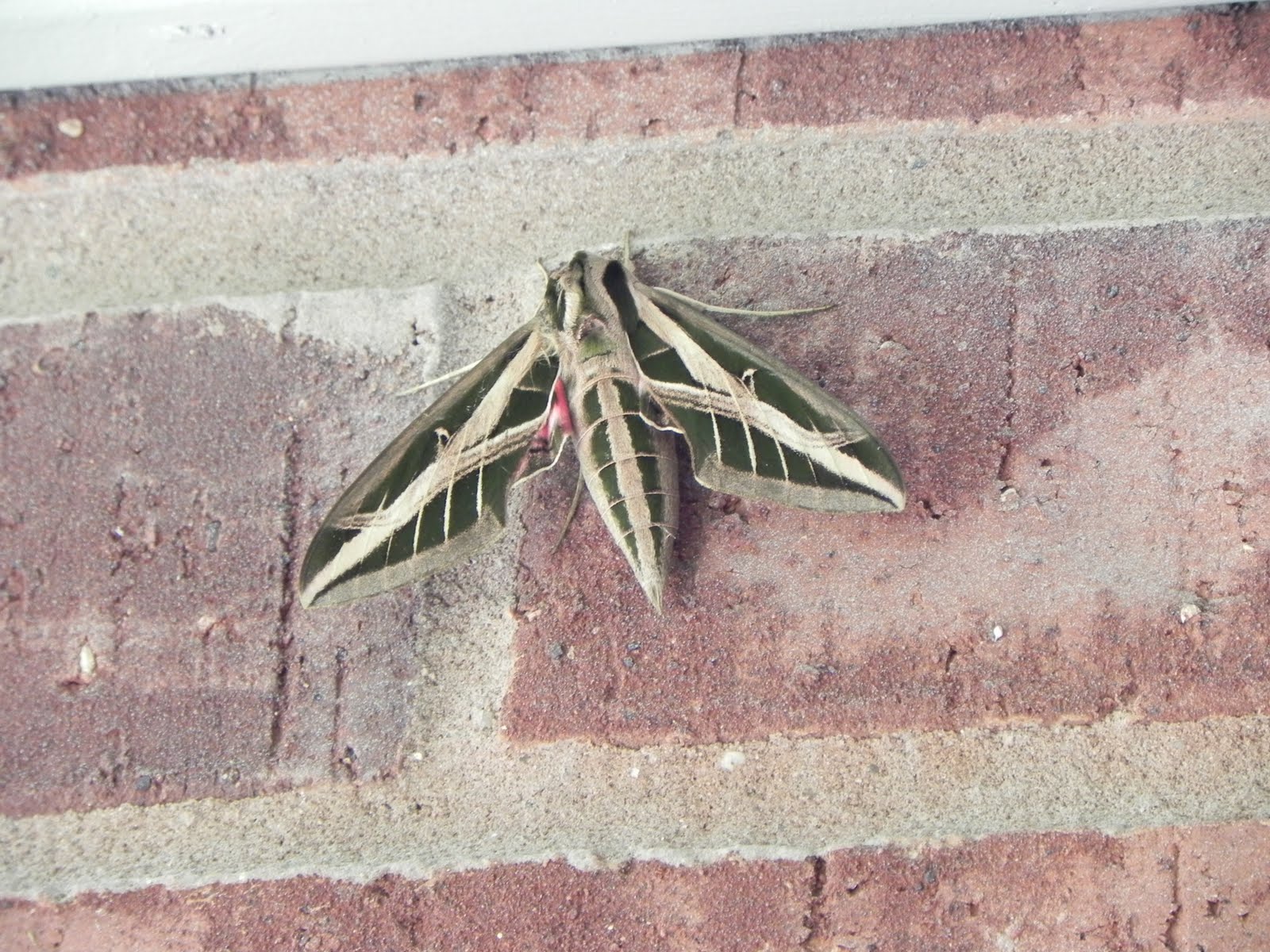 Angela's photos: Carolina wrens, barn swallows, and bugs.