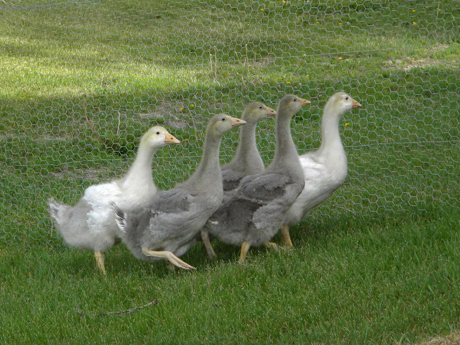 prairie pastimes: growing goosy ganders...