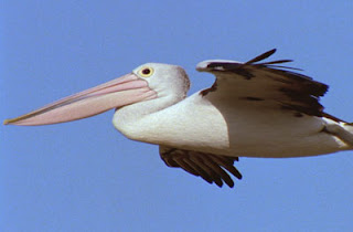 Pelican Photos: Australian Pelican Flying