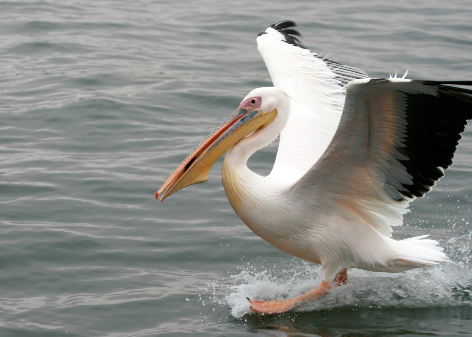 Pelecaniformes - Great White Pelican