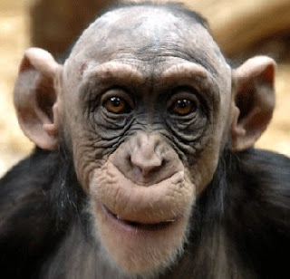 Funny and Crazy Animal Photos: Old Bald Chimp