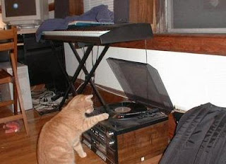 Funny and Crazy Animal Photos: Funny Animals Ginger Cat Playing Records