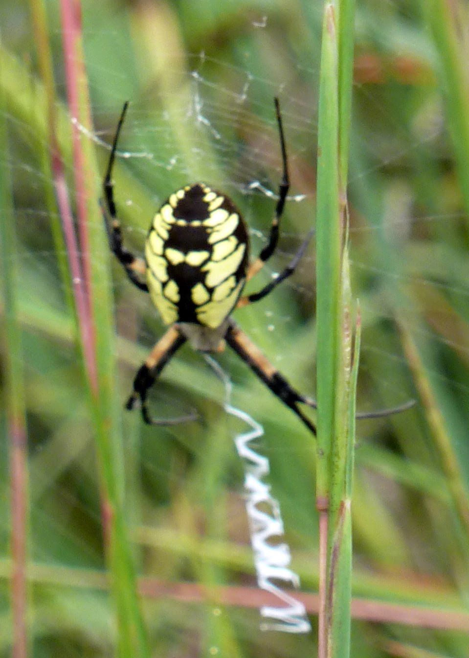 Penelopedia: Nature and Garden in Southern Minnesota: Gorgeous Garden ...
