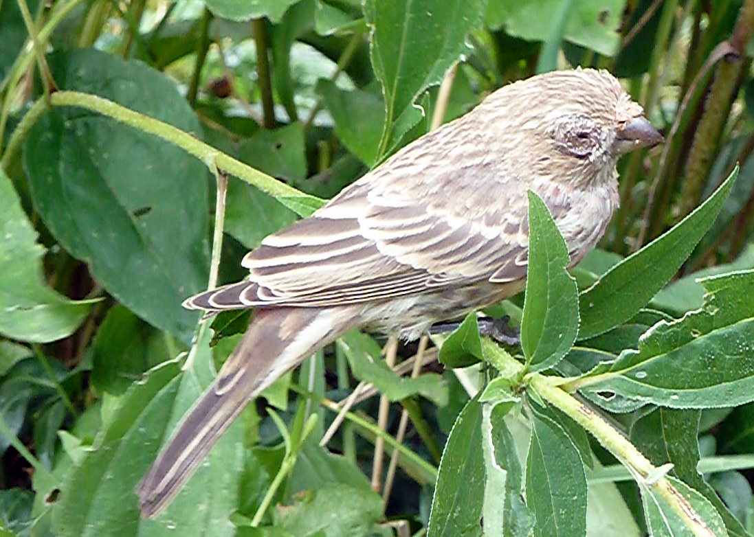 Penelopedia: Nature and Garden in Southern Minnesota: House Finch ...