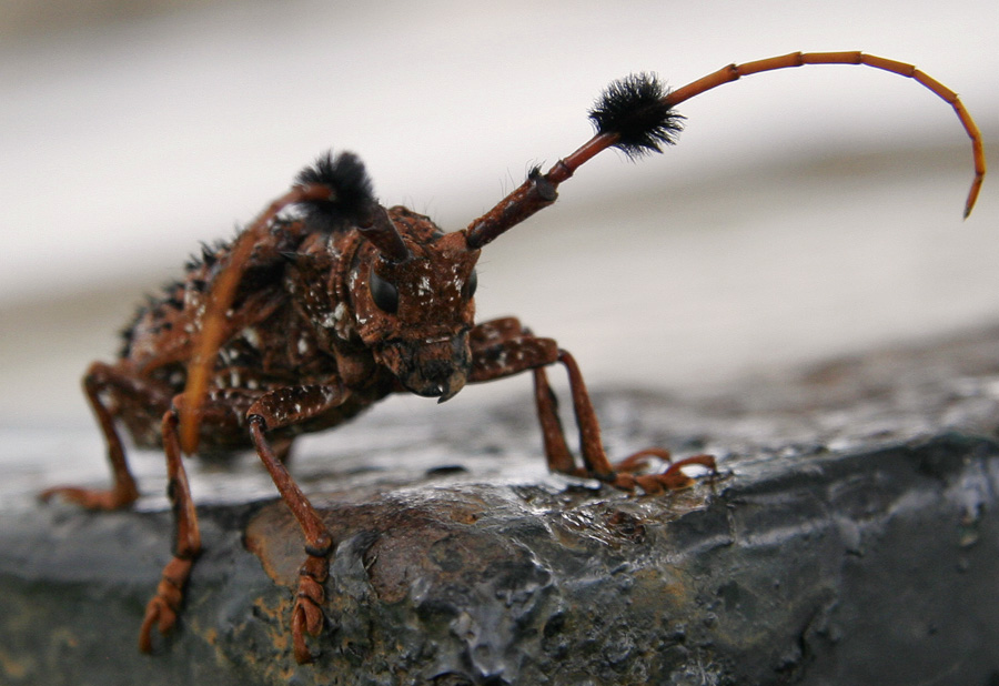 The sun and the rain