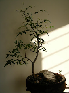 Bonsai Collection of a member of Ahmedabad Bonsai Club: Making Neem Bonsai