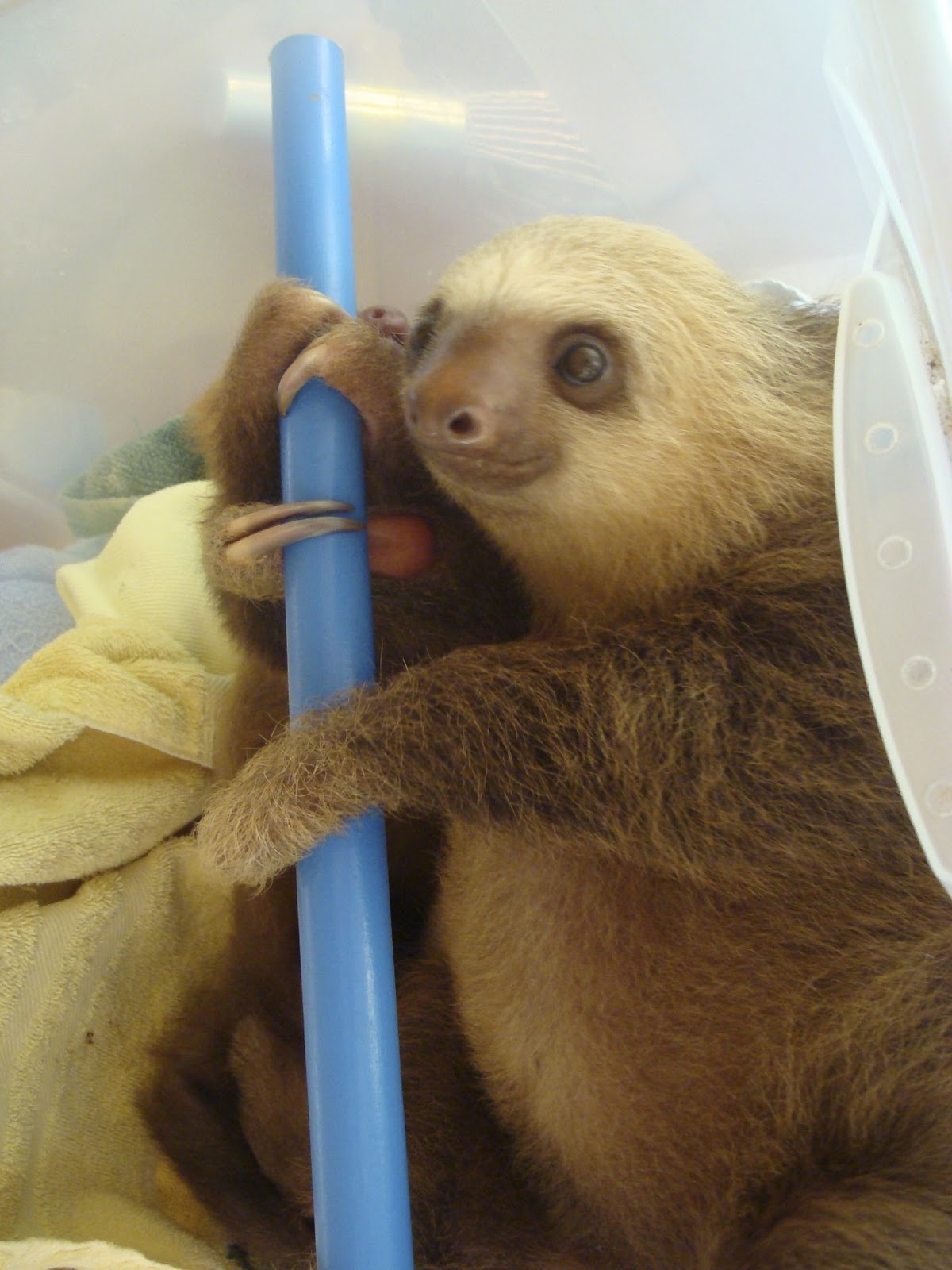 Tricia la Tica: The Land of the Sloth