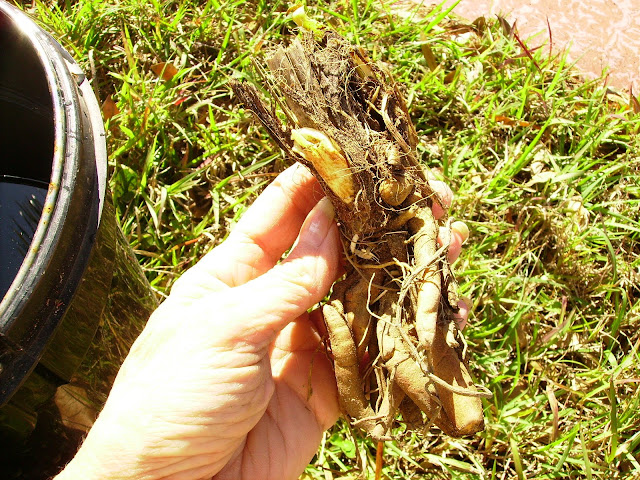 Being a Florida Newbie, or Living the Tropical Life: My Lily Roots at Last