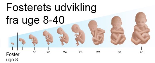 BabyLine.dk - Graviditet uge for uge