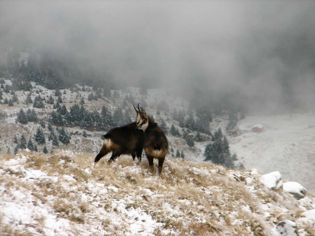 Urmarind capre negre prin cetatea Craiului – Life, Adventures and Bikes.