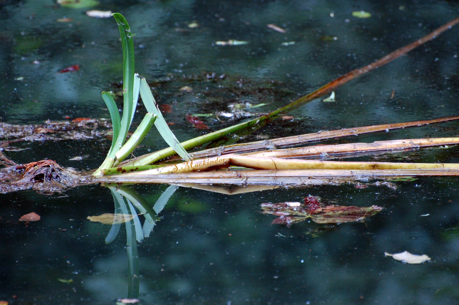 imac's Photos from the Minds Eye: Reflecting Floating Reed