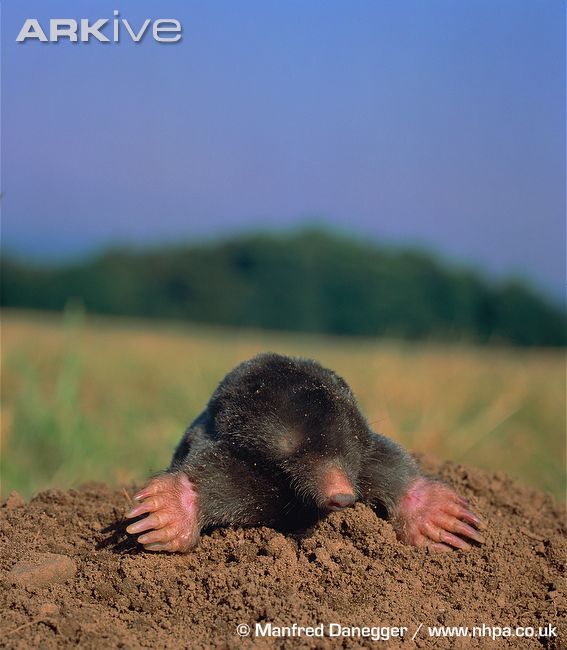 Beszamel i spółka bez ograniczeń: Zagrożone ssaki Europy - część II