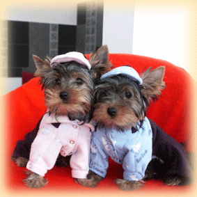 Fotos de perros de moda | Toda opinion de perroseli