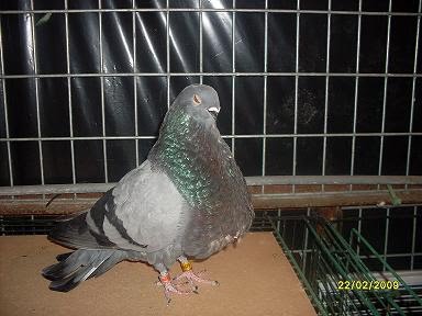 BUCHONES CANARIOS DE LOS HERMANOS RODRIGUEZl LAS PALMAS: BUCHONES ...