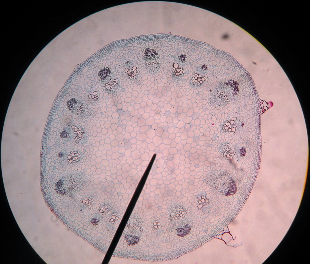 UBC Biology 343 Blog: LAB 1 PART 2