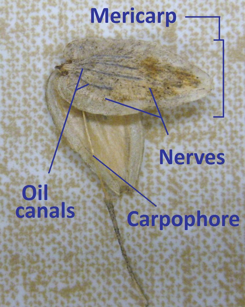 UBC Biology 324 Blog: Lab 6 - Euasterids II: Apiaceae