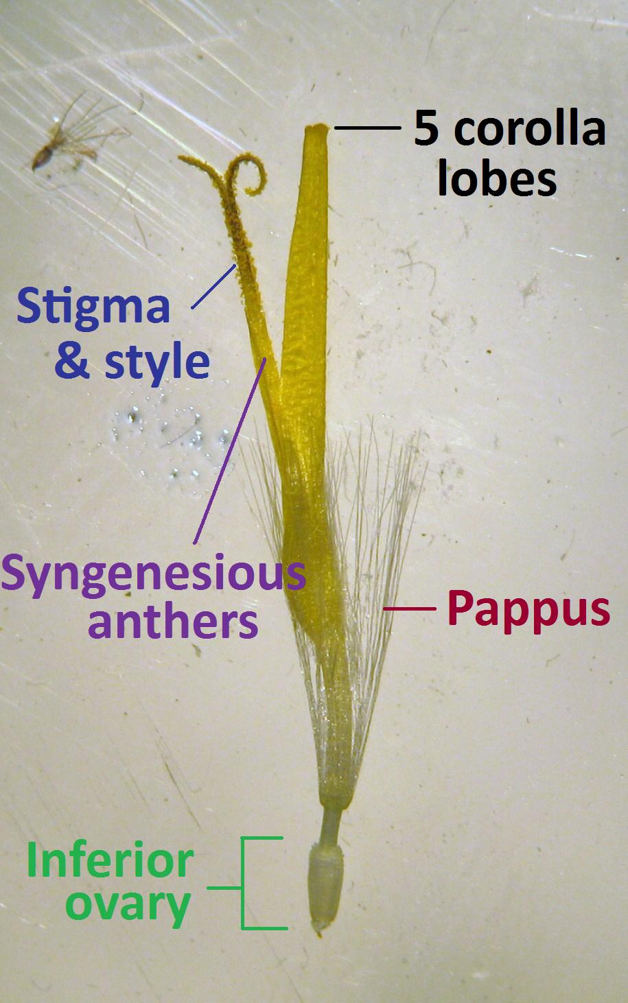 UBC Biology 324 Blog: Lab 7 - Euasterids II: Asteraceae