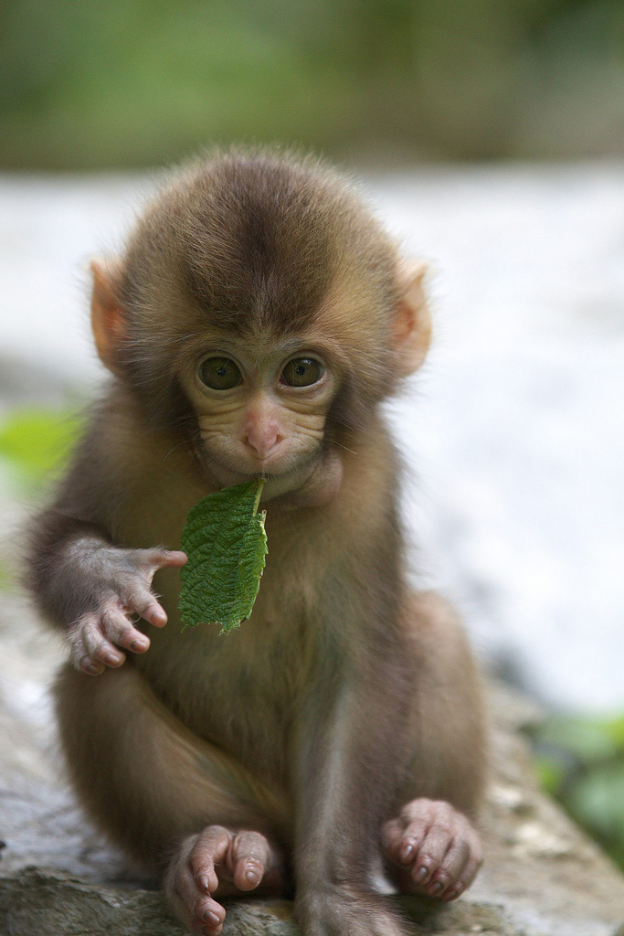 Adorable Baby Monkey Wallpapers Adorable Baby Monkey Wallpapers