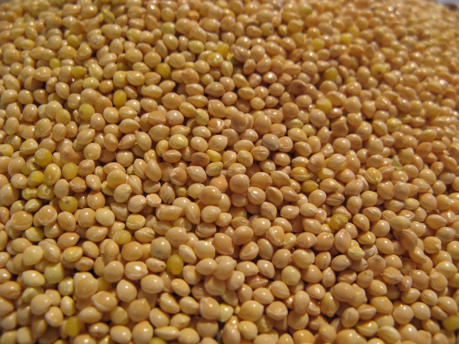 The Malt of the Matter