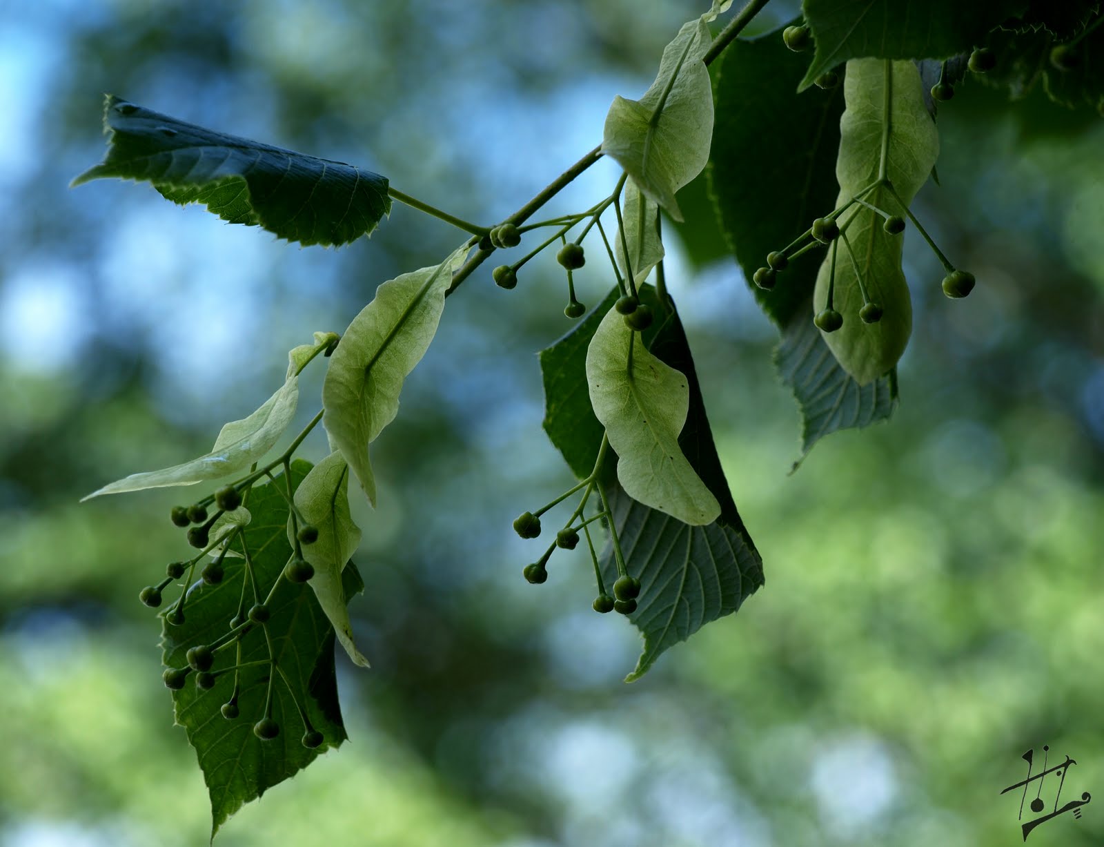 Mirando en el mundo: Flor del tilo