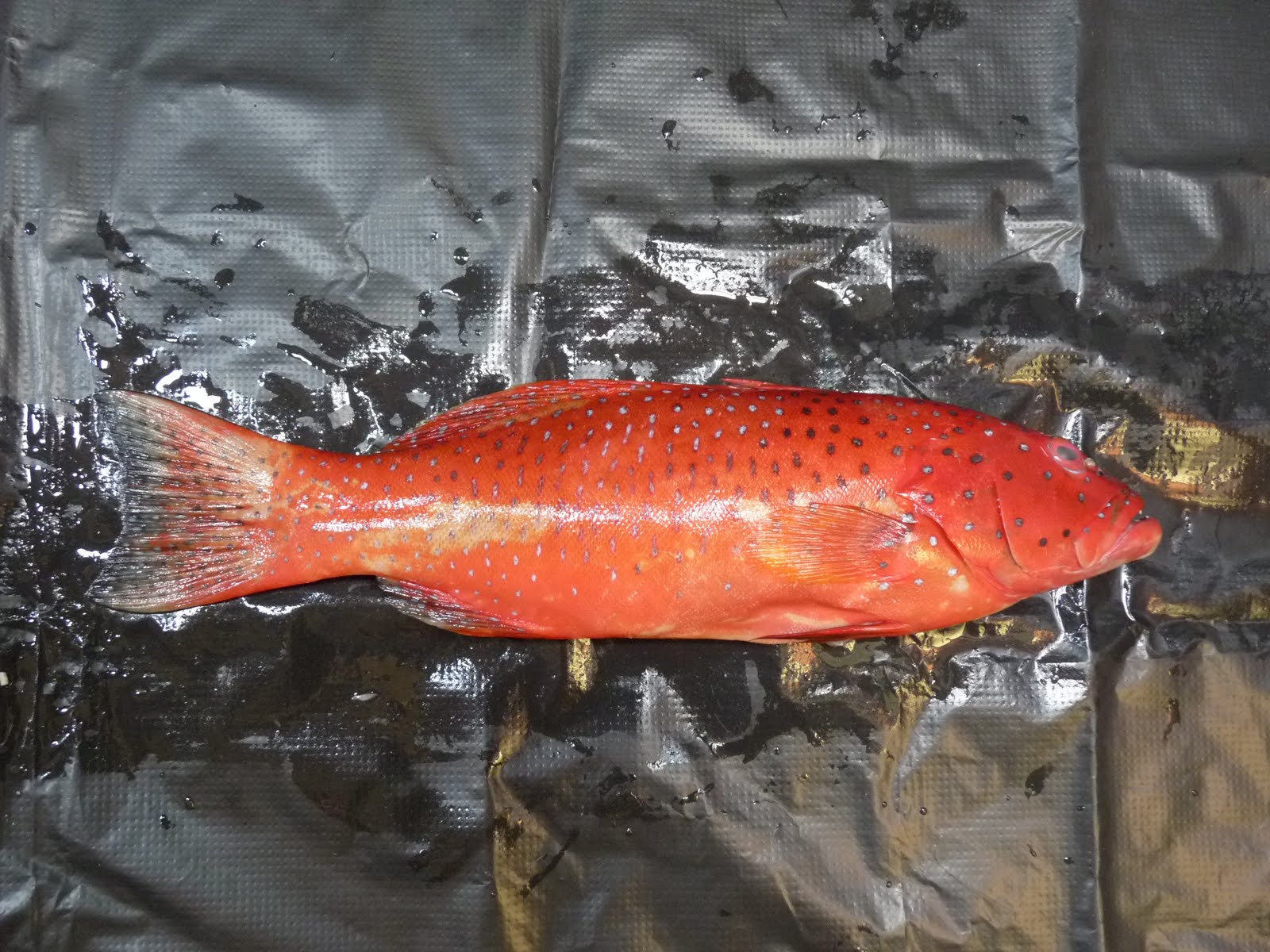 Biofresh Food Sdn Bhd: RED GROUPER / "STAR" GROUPER