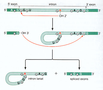 Arcelia, Gro.) Galindez: (Tarea) TIPOS DE SPLICING