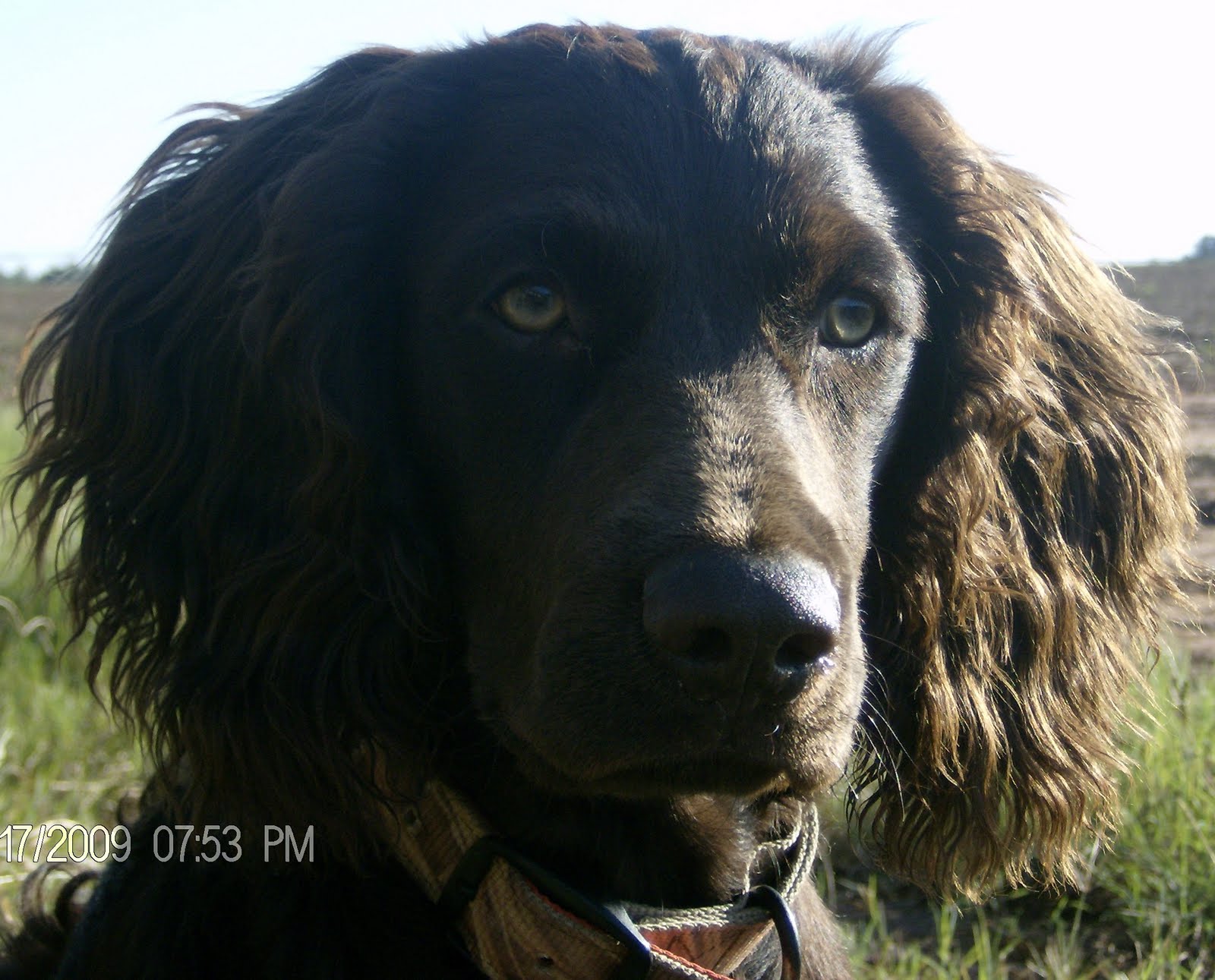 Smith Boykins, Quality Boykin Spaniel Puppies: Congratulations to Mr ...