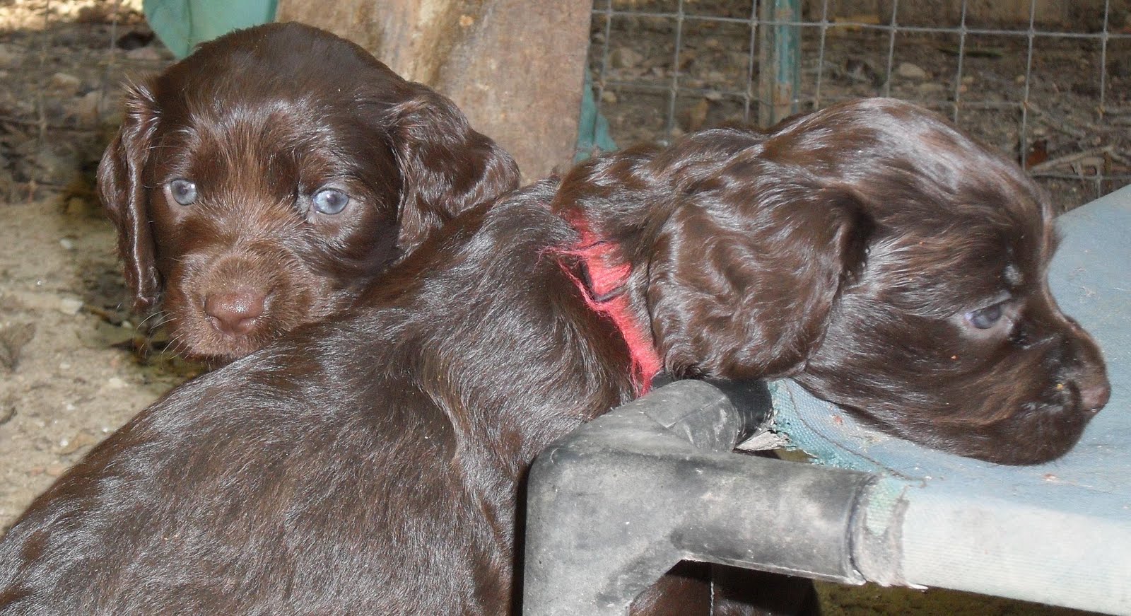 Smith Boykins, Quality Boykin Spaniel Puppies