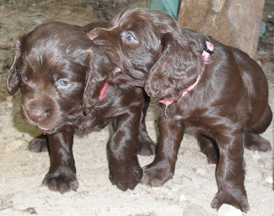 Smith Boykins, Quality Boykin Spaniel Puppies