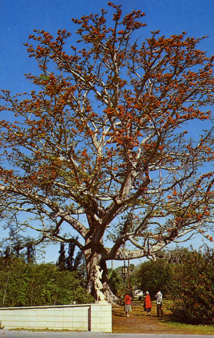Old Florida: Larger than life: the Kapok Tree Restaurant