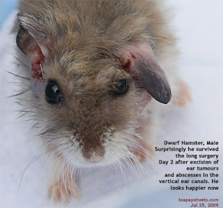 Singapore hamsters: 7. Is euthanasia is the only option for this "tough ...