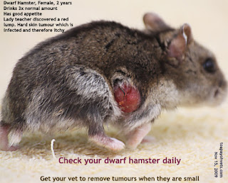 Veterinary Surgery Dr Sing: 33. Large infected skin tumour in an old ...