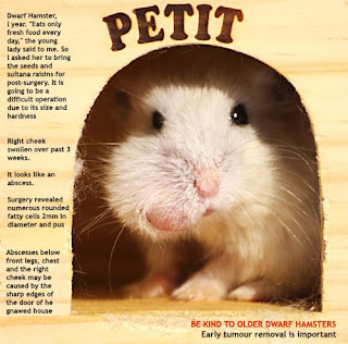 Veterinary Surgery Dr Sing: 34. Infected facial tumour. Dwarf Hamster