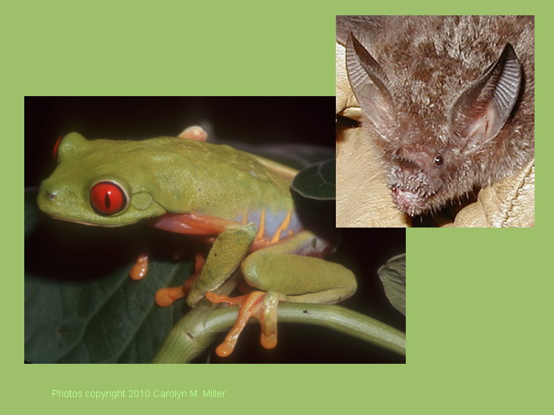 Belize Field Notes: On the Fringe