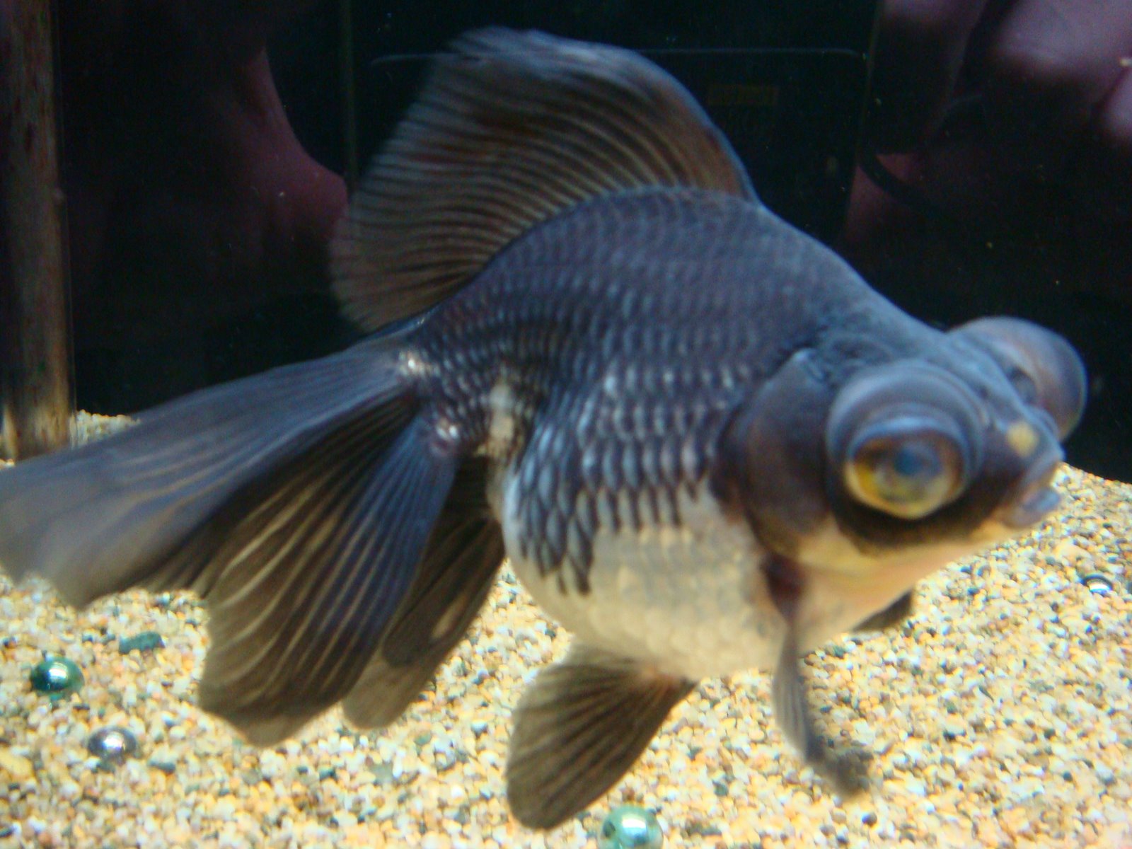 Travel Destinations: COEX AQUARIUM, South Korea